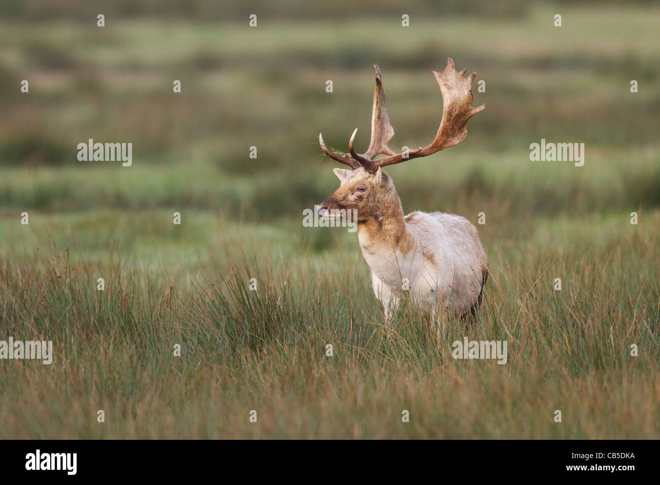 Fallow deer stag during rutting season Stock Photo - Alamy