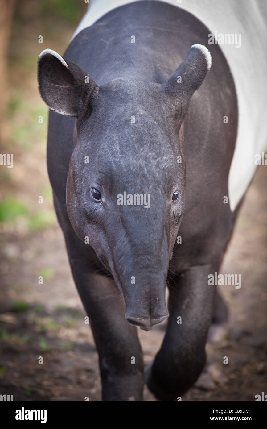 Malayan Tapir, also called Asian Tapir (Tapirus indicus Stock Photo - Alamy