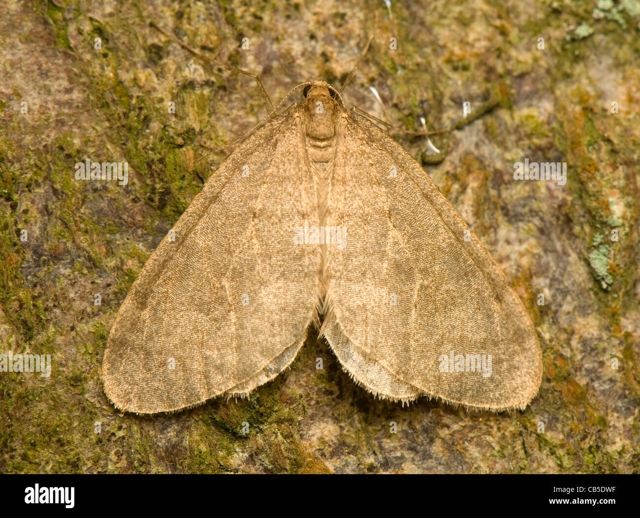 Beautiful bark moth hi-res stock photography and images - Alamy