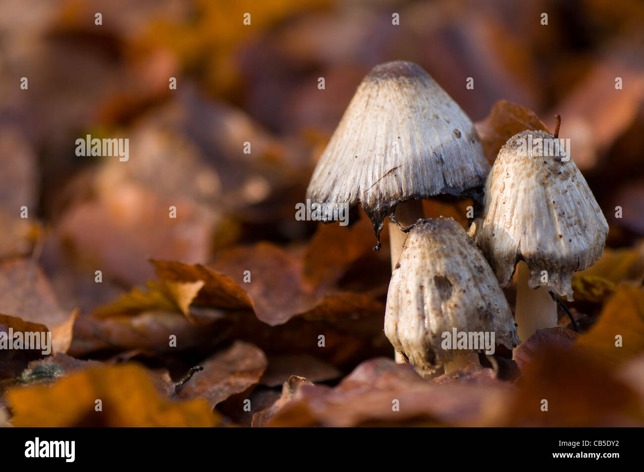 Coprinus comatus forest hi-res stock photography and images - Alamy