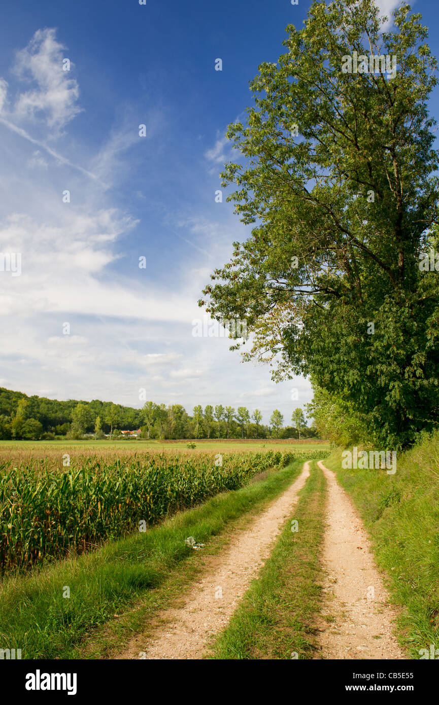 Maize and a sand lane in agraric vertical landscape Stock Photo - Alamy