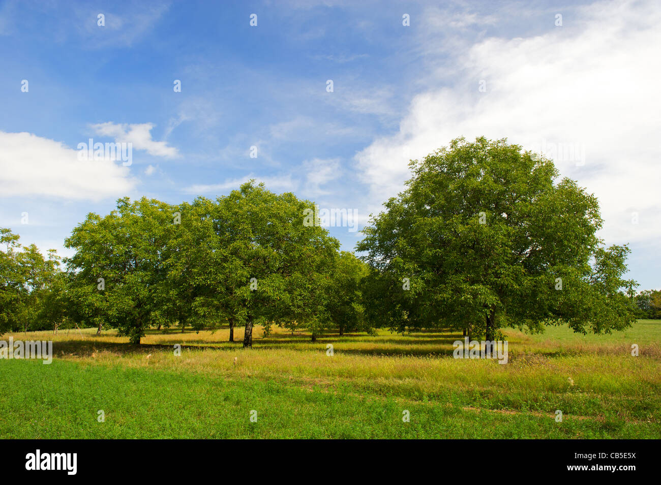 French walnut trees hi-res stock photography and images - Alamy