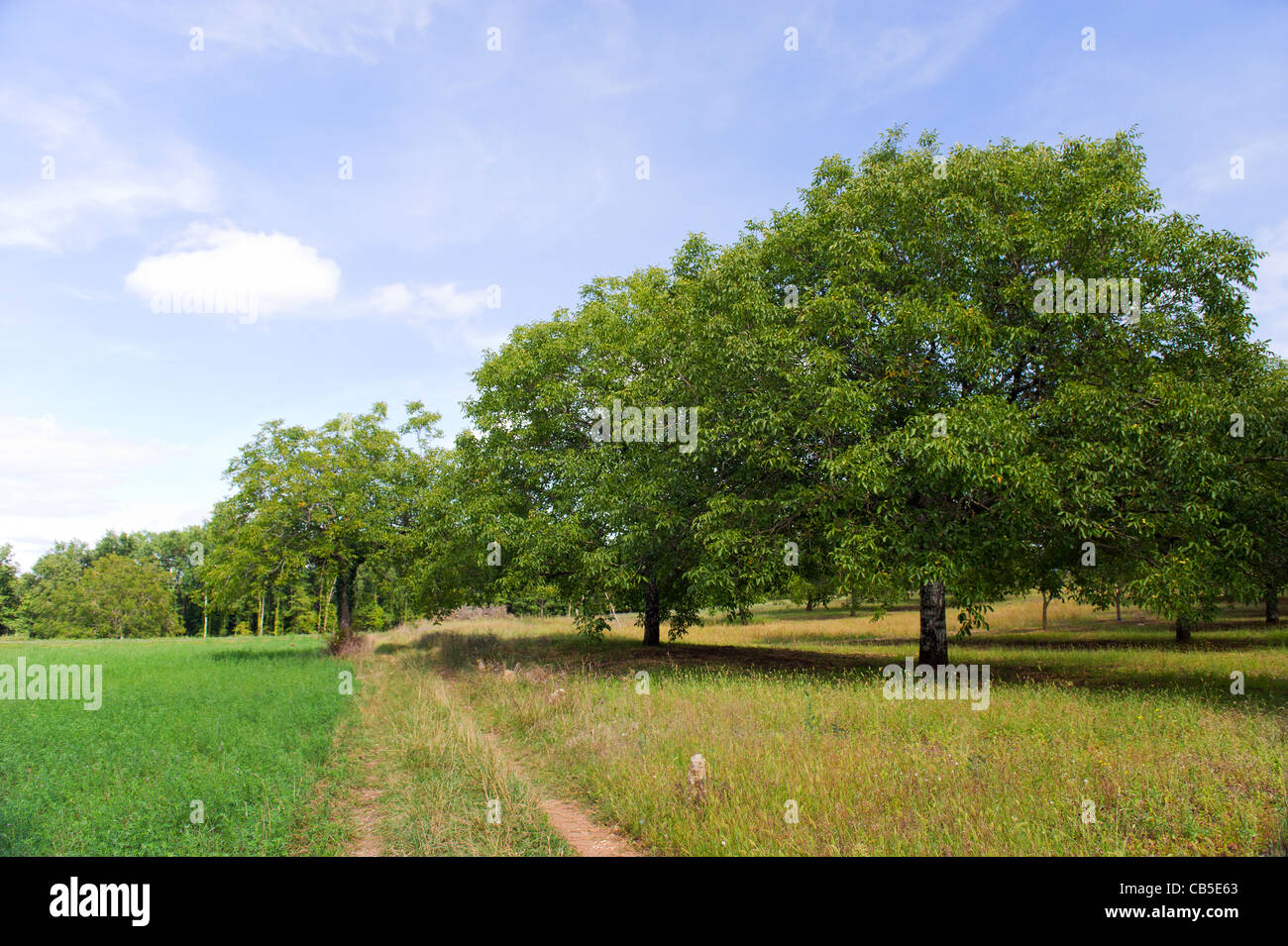 Wallnut trees in French landscape in the Perigord Stock Photo - Alamy