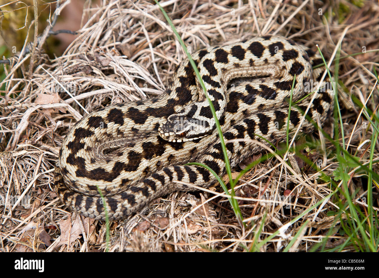 A European Adder (Viper berus) lying in the grass Stock Photo - Alamy