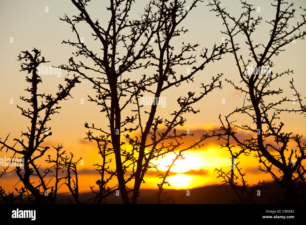 Silhouetted hawthorn tree hi-res stock photography and images - Alamy