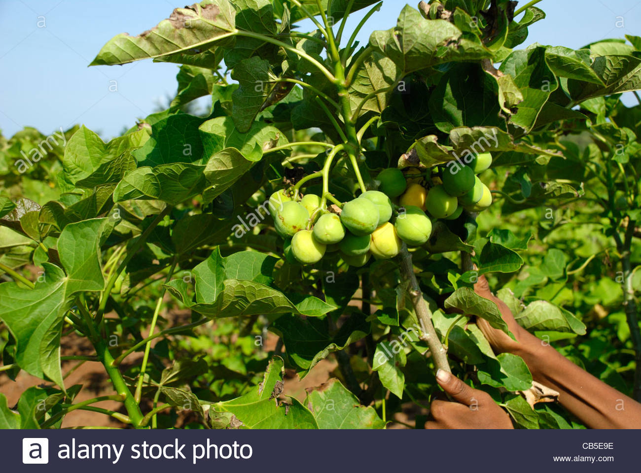 Jatropha Stock Photos & Jatropha Stock Images - Alamy
