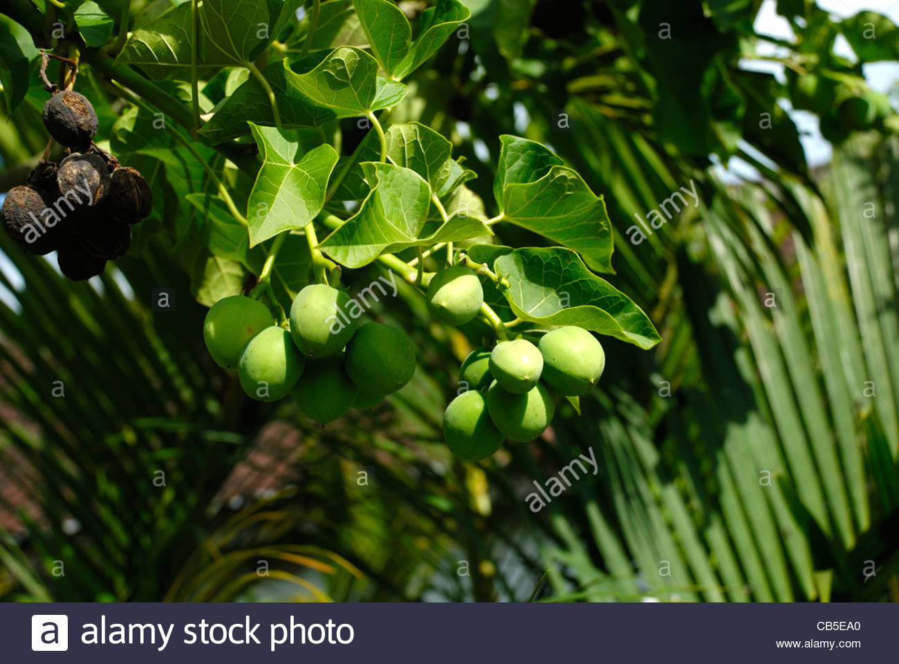 Jatropha Stock Photos & Jatropha Stock Images - Alamy