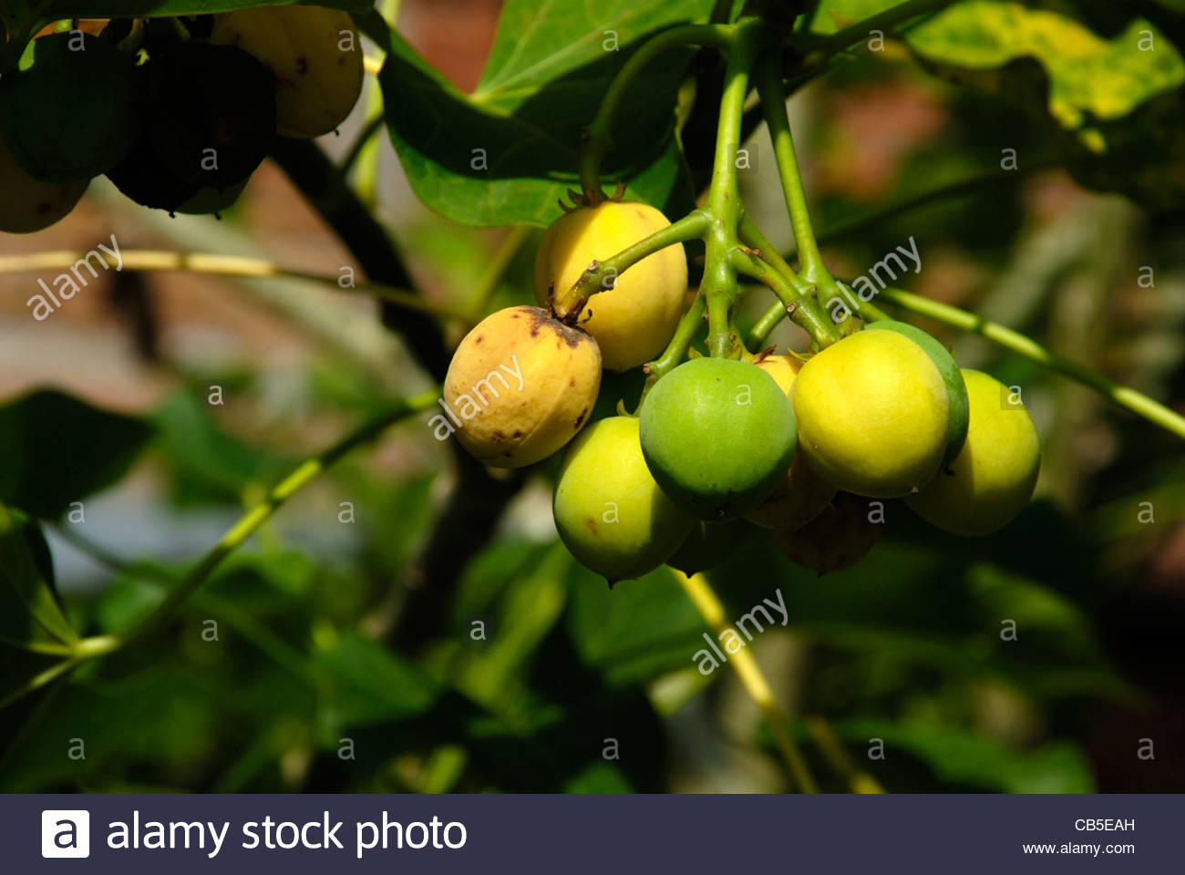 Jatropha Stock Photos & Jatropha Stock Images - Alamy