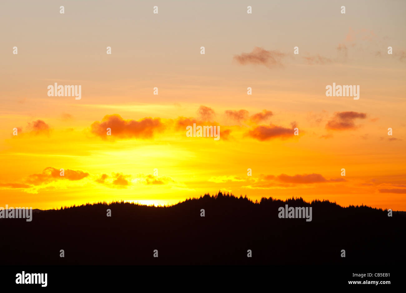 Grizdale forest hi-res stock photography and images - Alamy