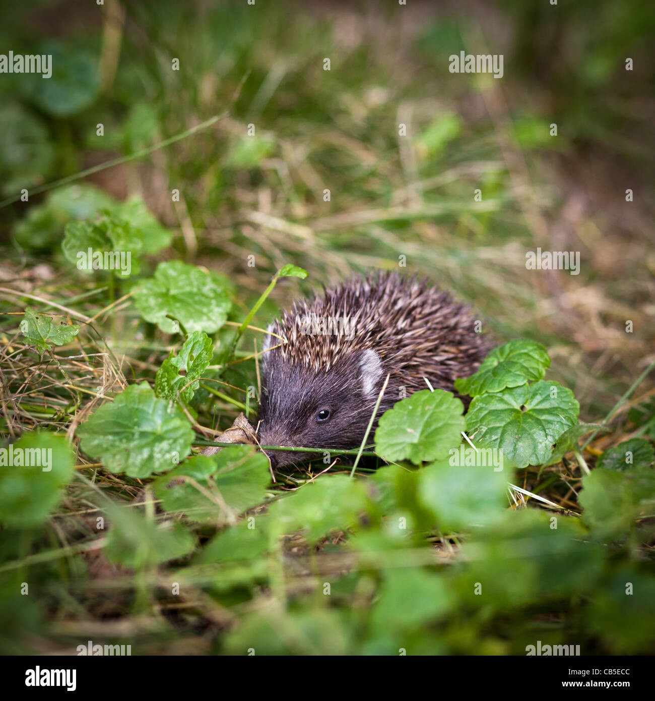 Baby European Hedgehog (Erinaceus europaeus) in grass Stock Photo - Alamy