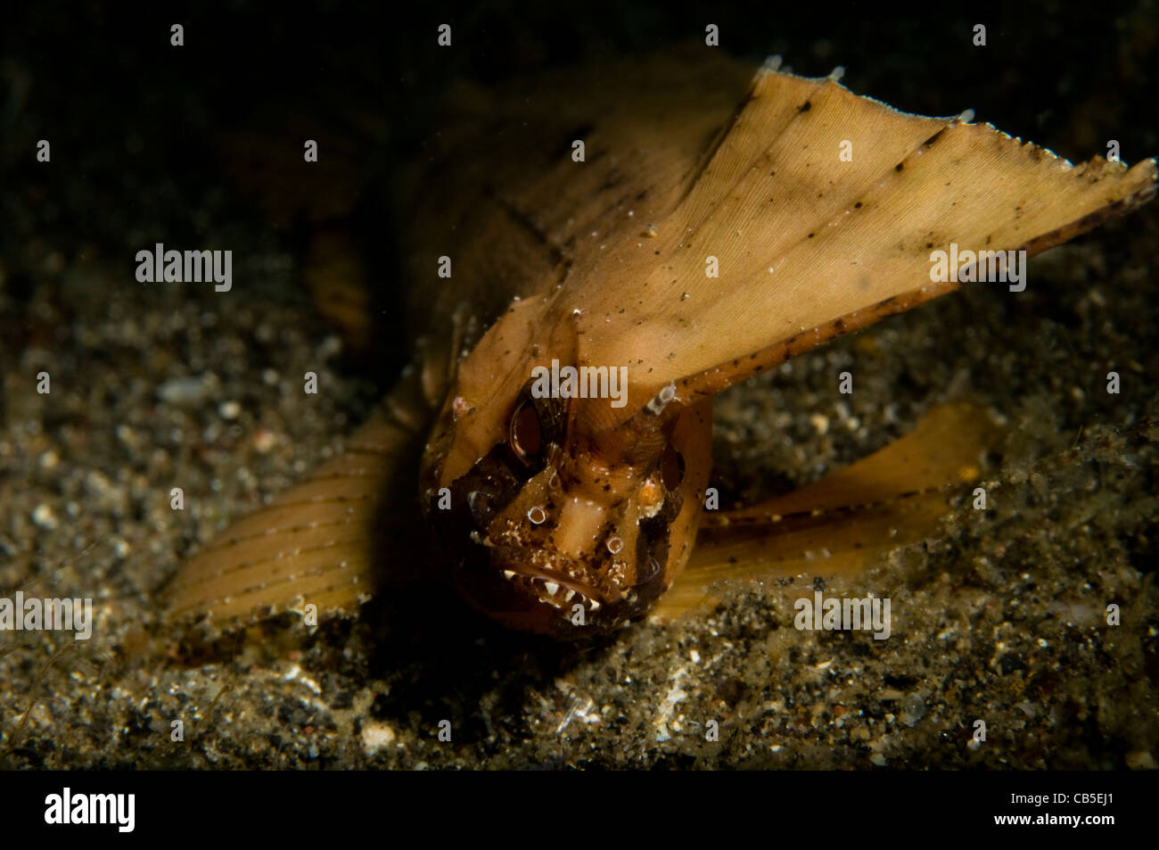 Spiny waspfish portrait, Ablabys macracanthus, Lembeh Strait, Manado ...