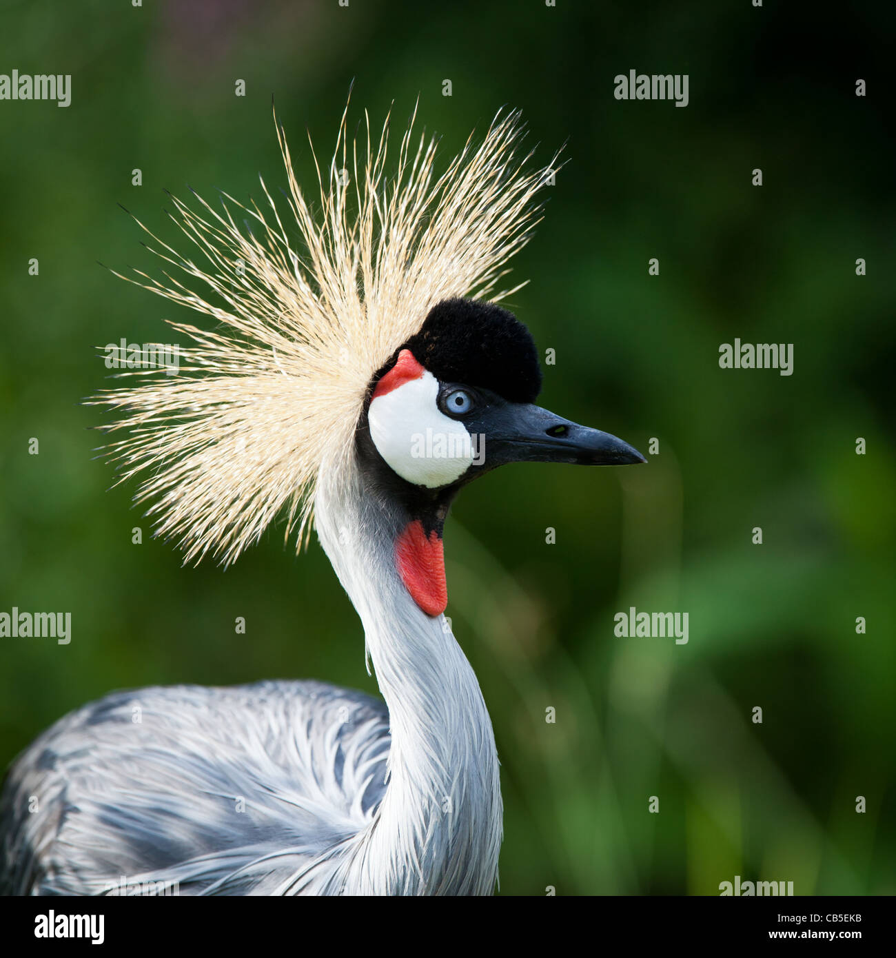 Close-up of a Grey Crowned Crane (Balearica regulorum Stock Photo - Alamy