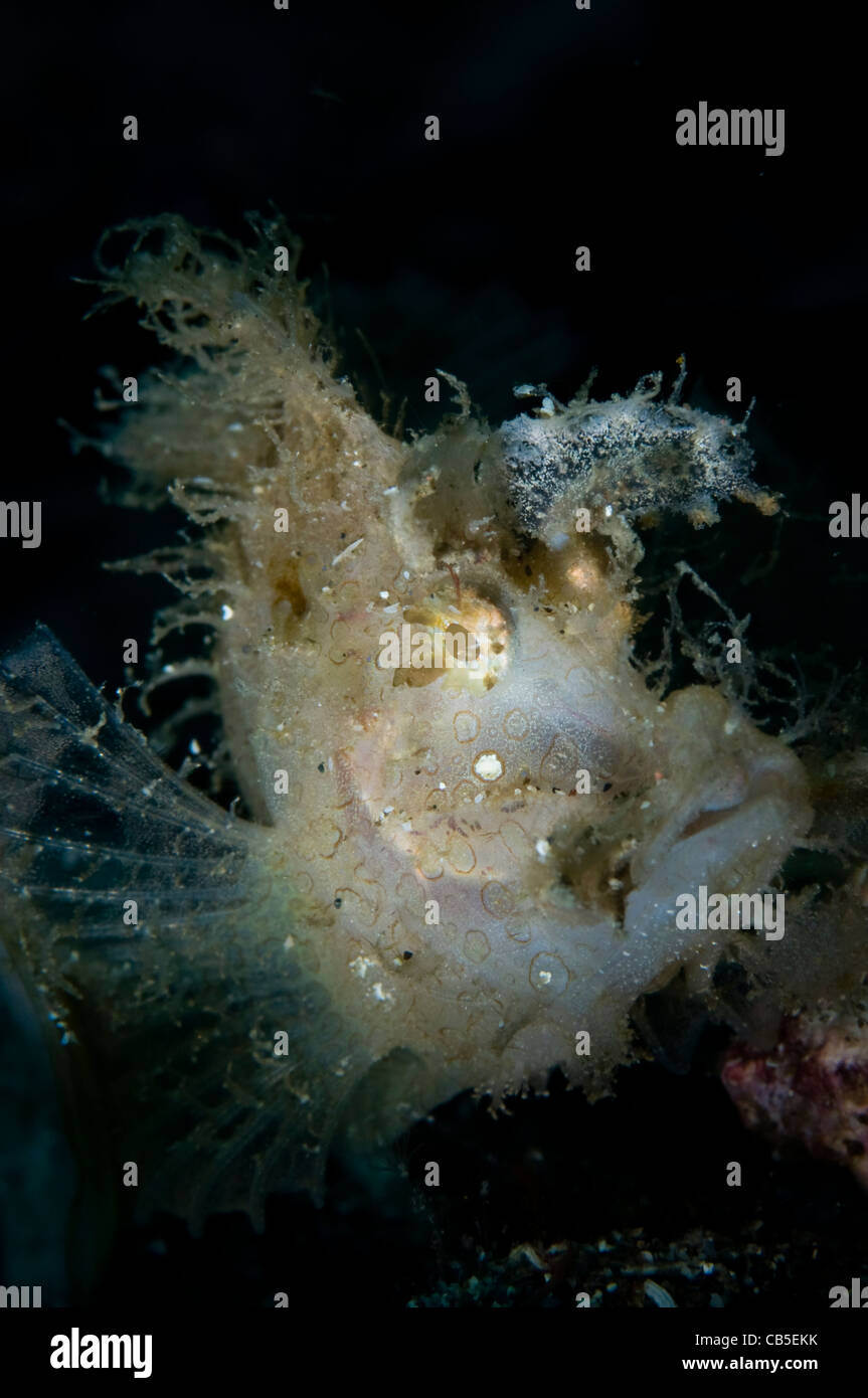 Weedy scorpionfish portrait, Rhinopias frondosa, Lembeh Strait, Manado ...