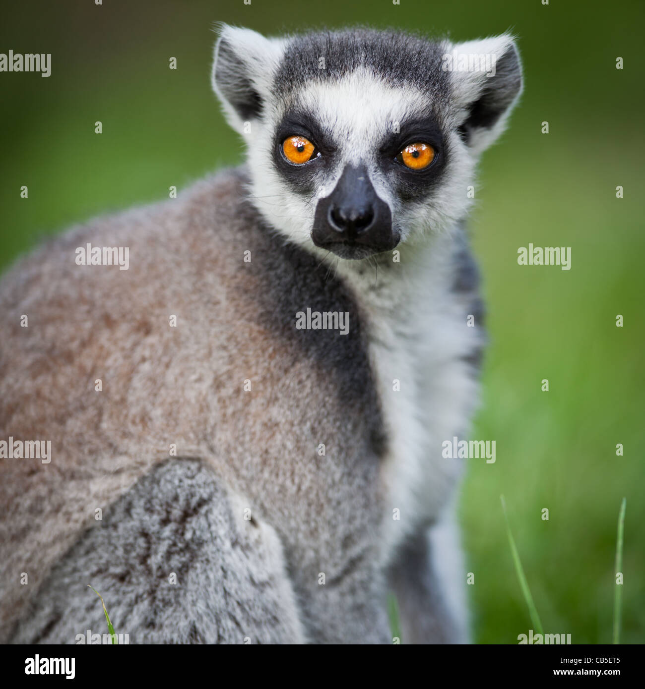 Lemur kata (Lemur catta Stock Photo - Alamy