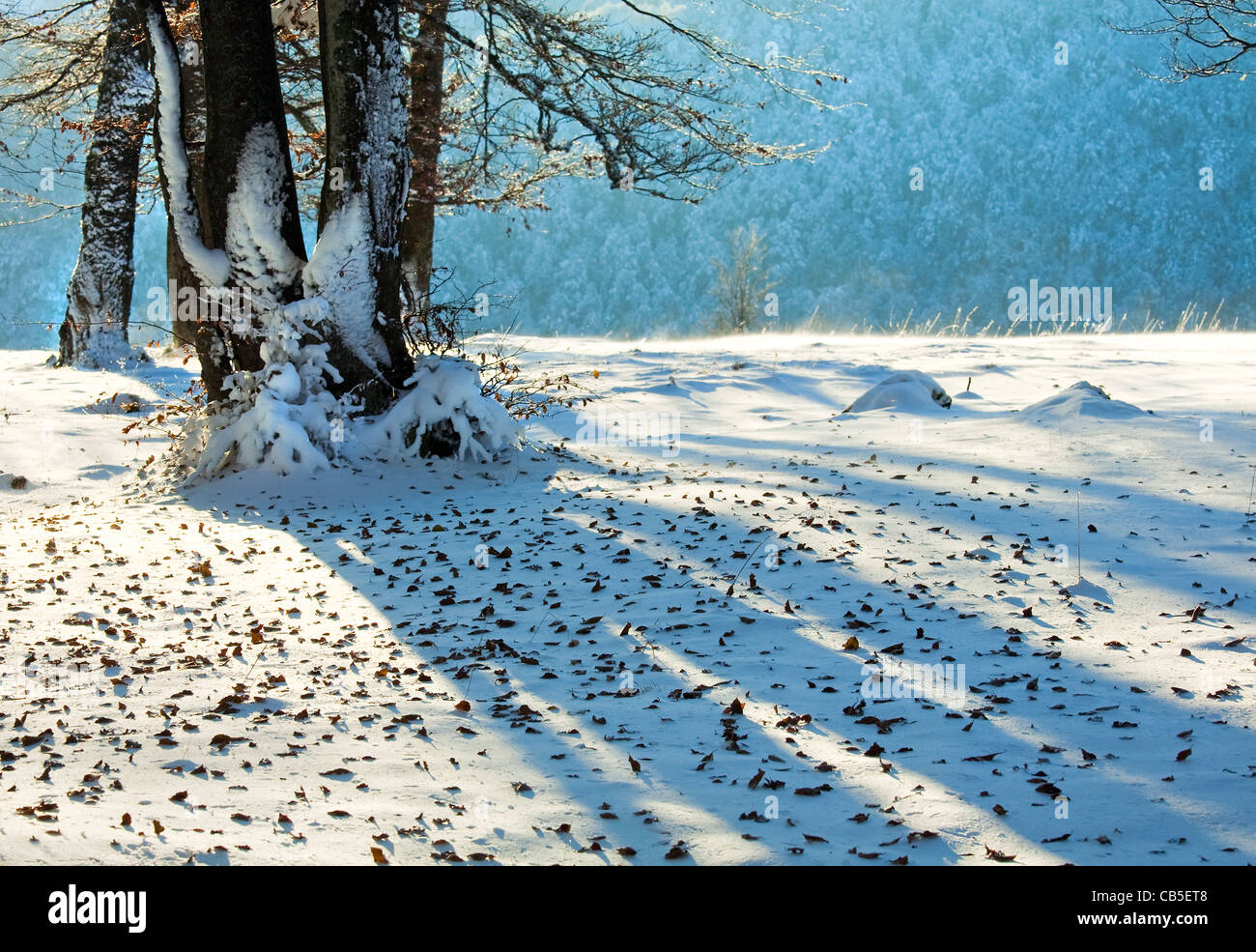 October mountain beech forest with first winter snow and last autumn ...
