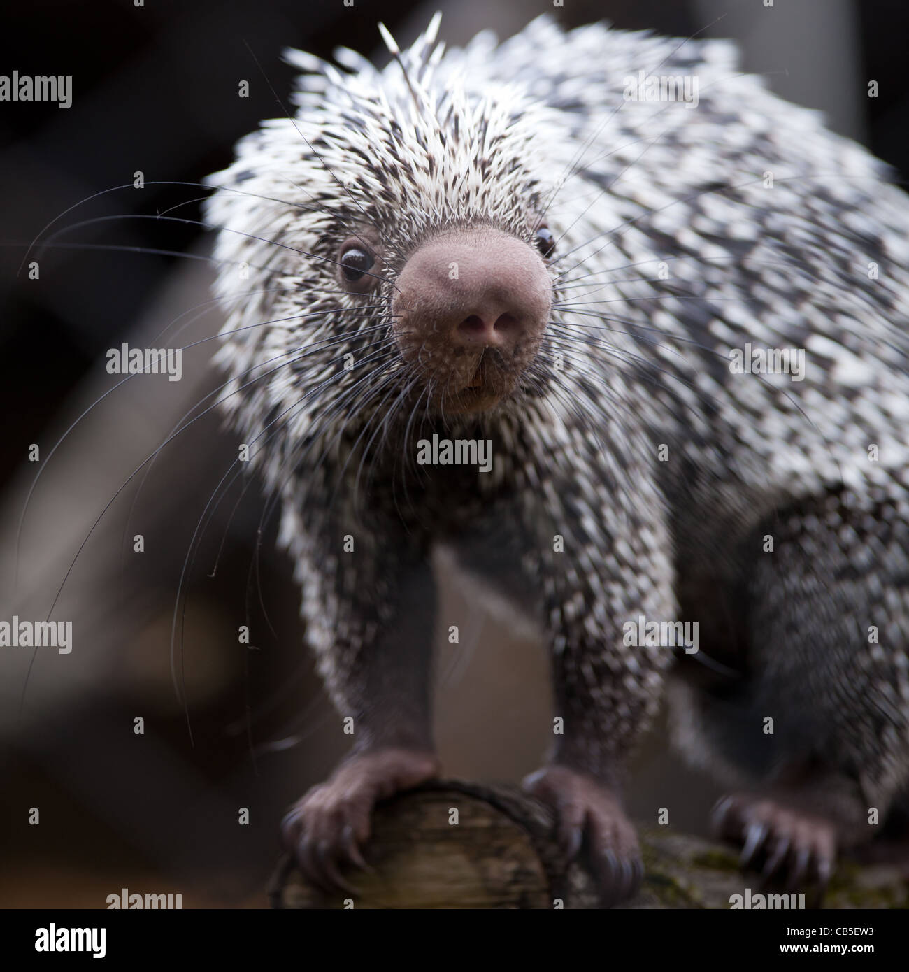 Close-up of a cute Brazilian Porcupine (Coendou prehensilis; shallow ...