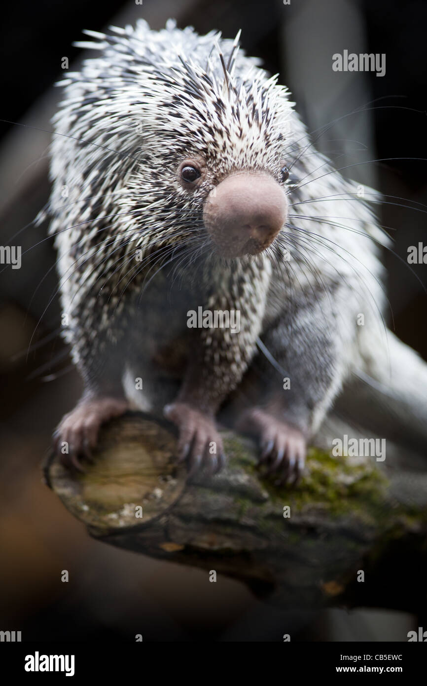 Close-up of a cute Brazilian Porcupine (Coendou prehensilis; shallow ...