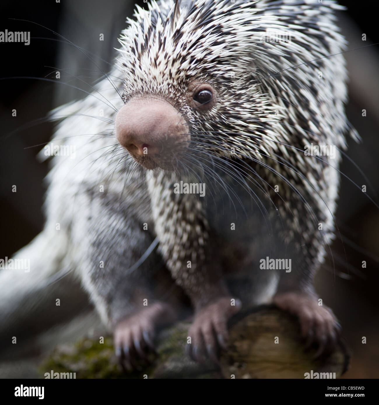 Brazilian Porcupine