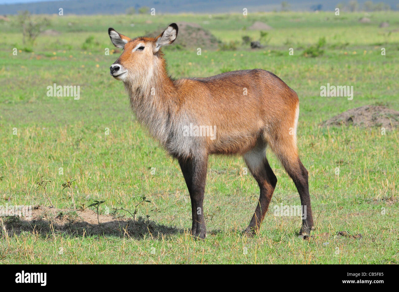 Waterbuck, Masai Mara Stock Photo - Alamy