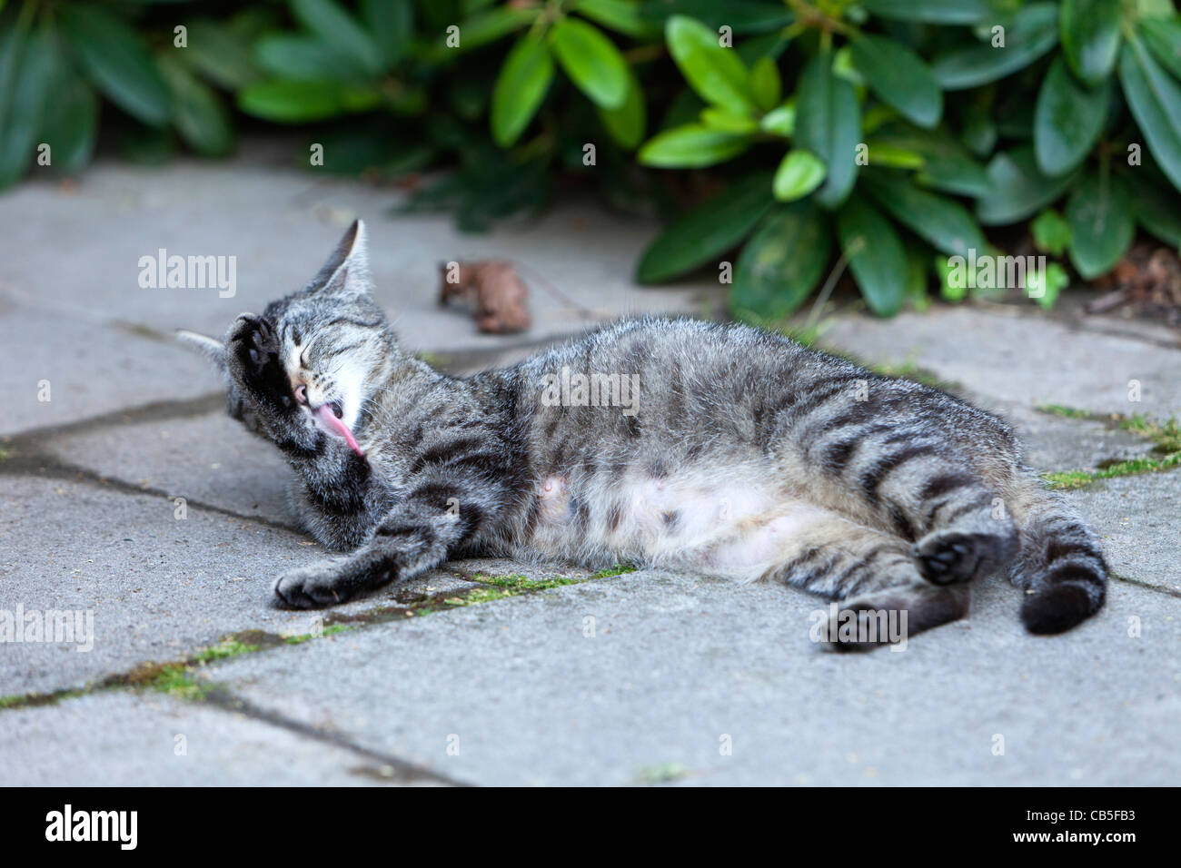 Cat Grooming Itself High Resolution Stock Photography and Images - Alamy