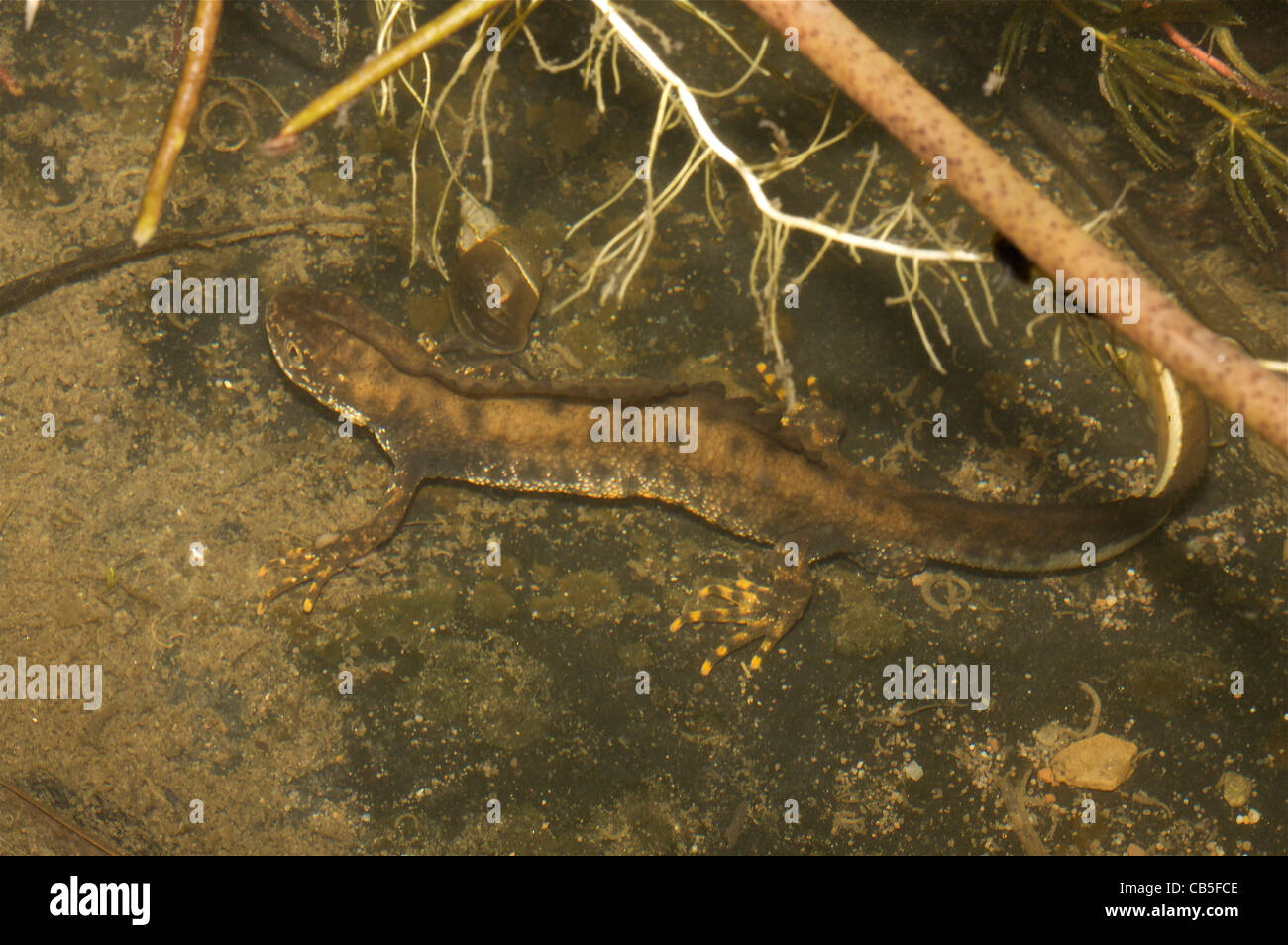 Great Crested newt male Stock Photo - Alamy