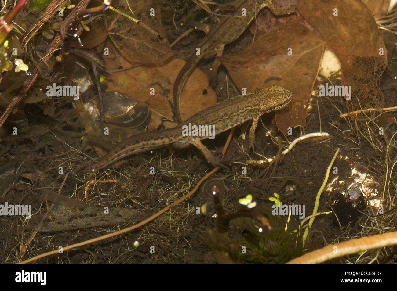 Male Palmate Newt Stock Photo - Alamy