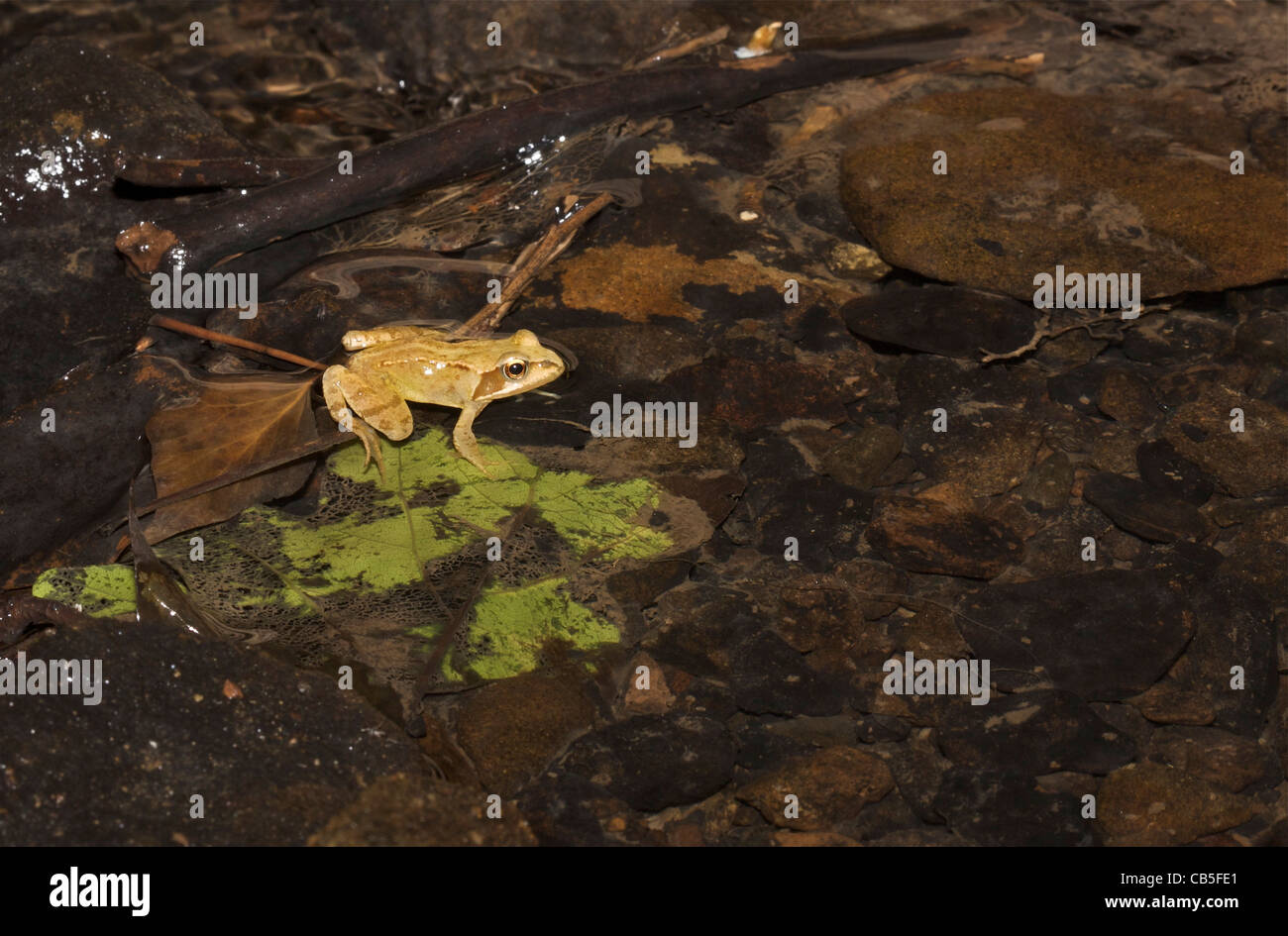 Aquatic frog webbed feet hi-res stock photography and images - Alamy