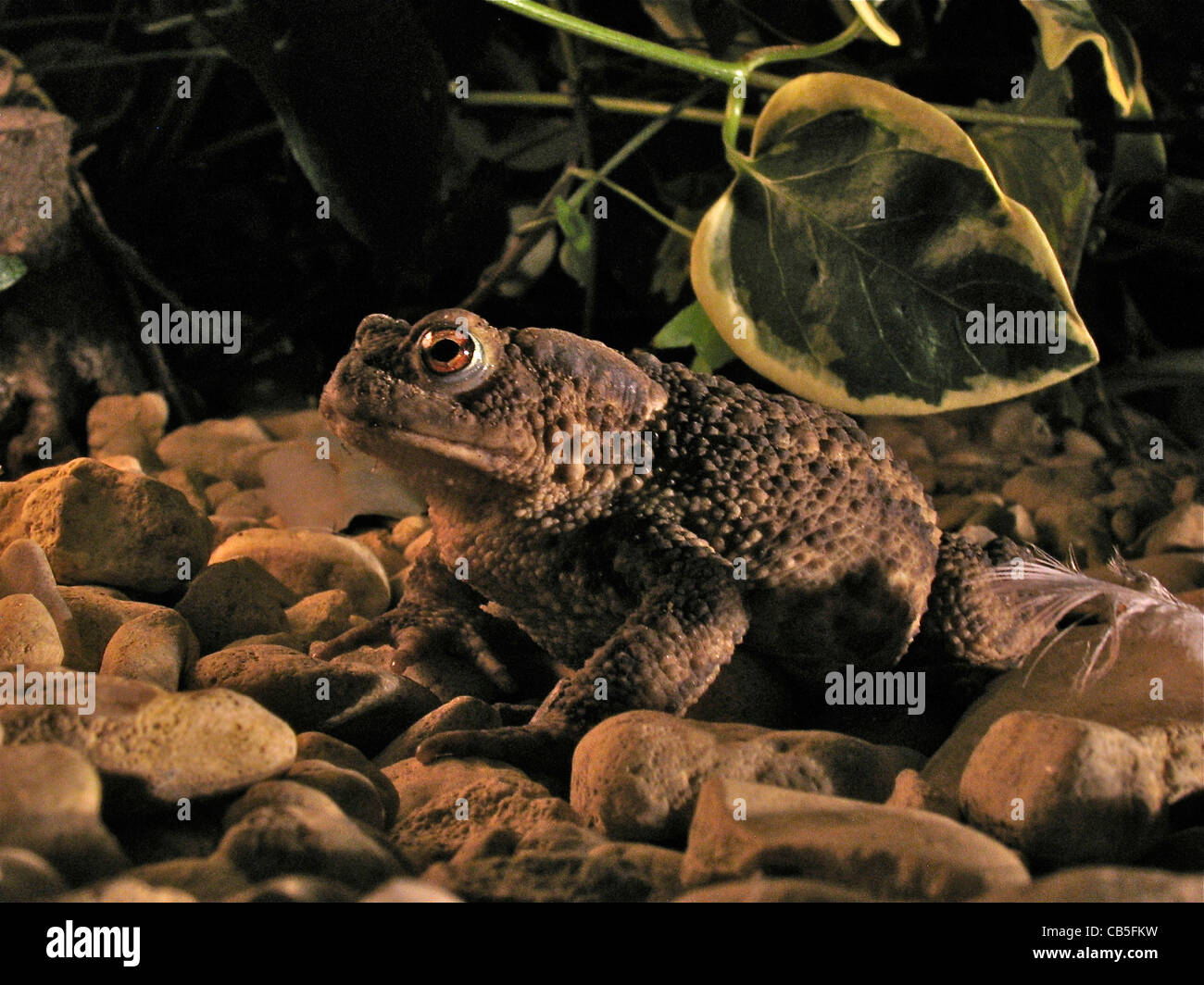 Big amphibian hi-res stock photography and images - Alamy