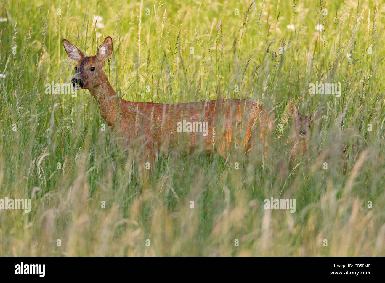 Roe deer fawn hi-res stock photography and images - Alamy