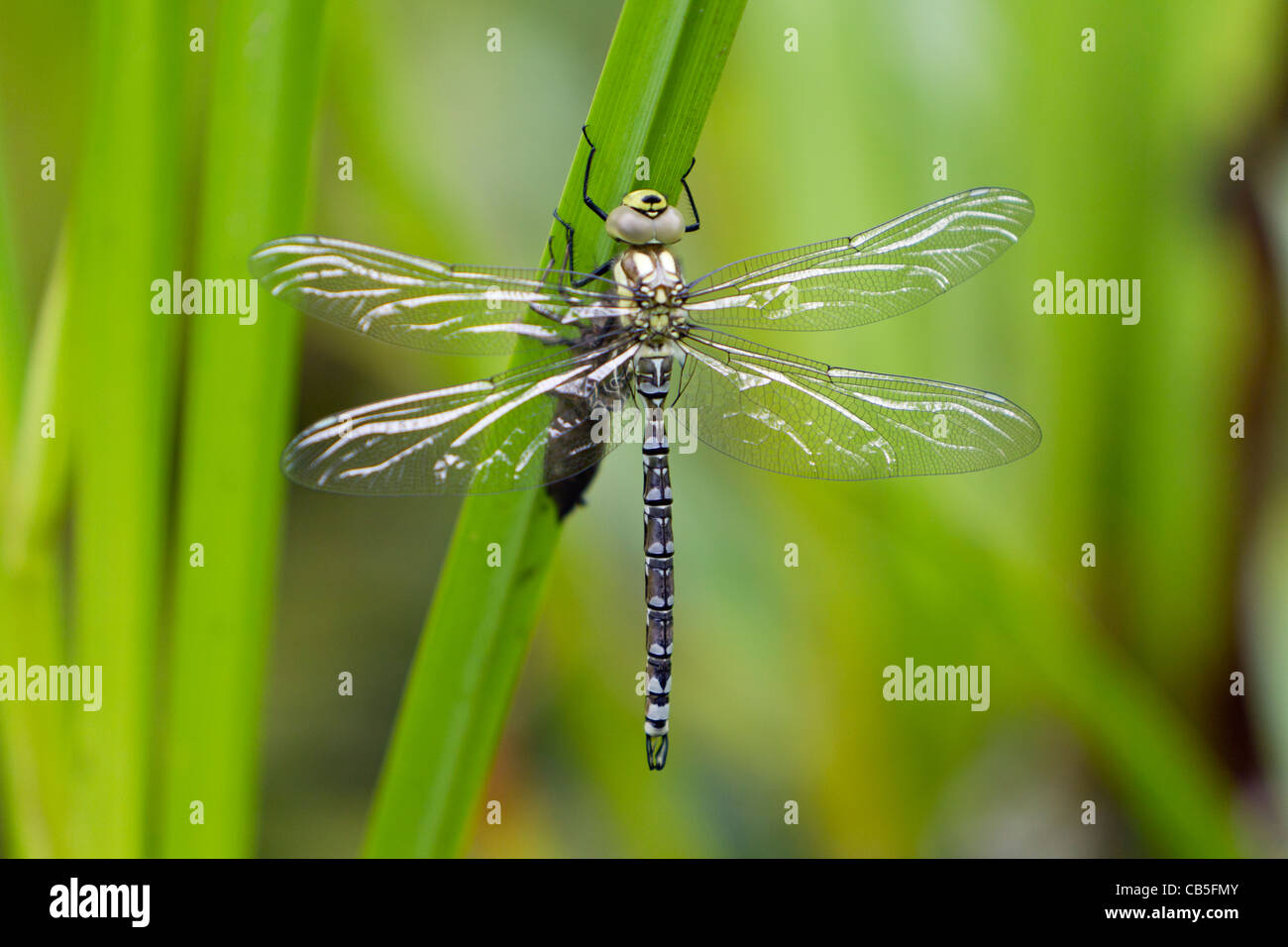 Southern hawker dragonflies hi-res stock photography and images - Alamy