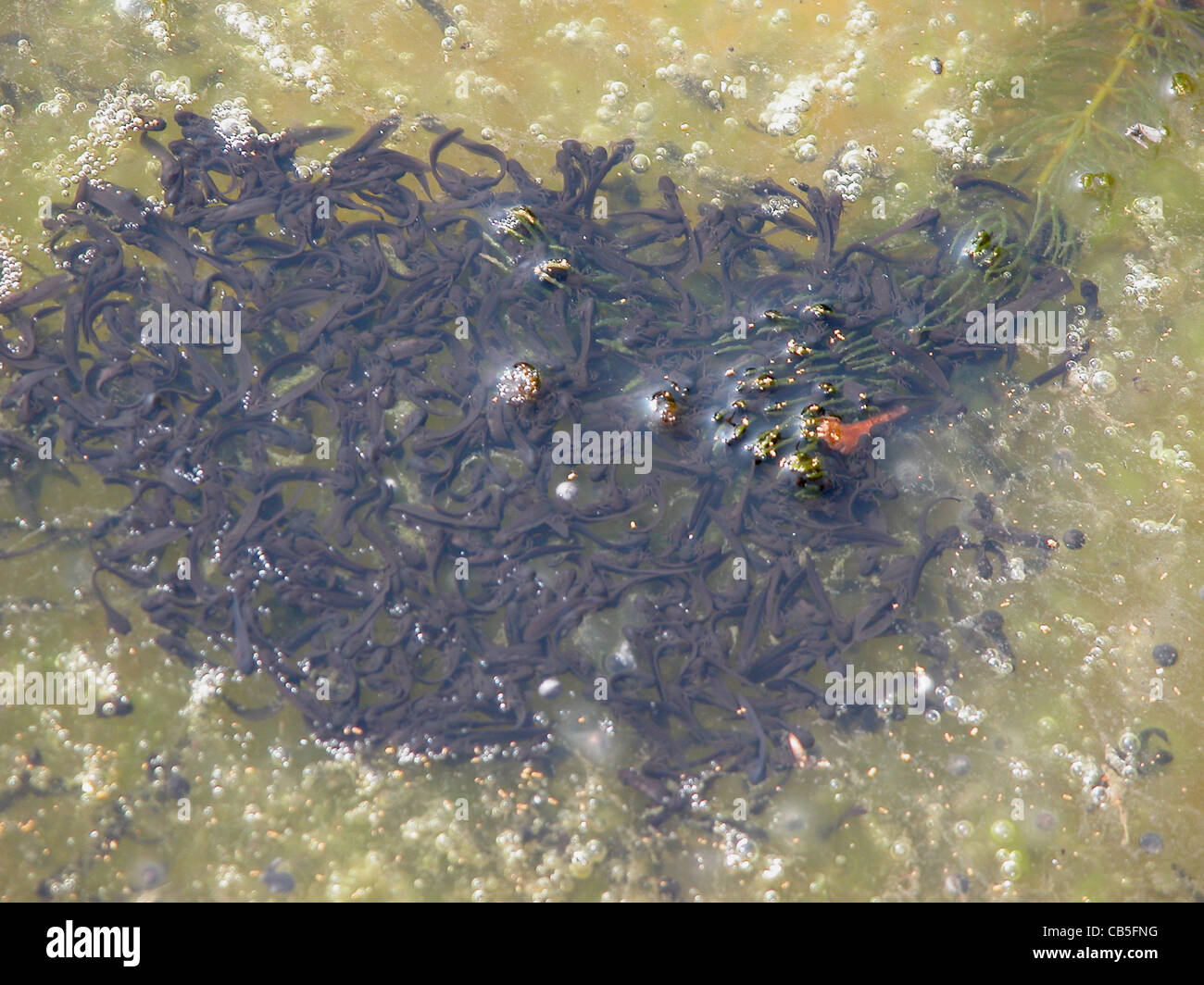 Newly hatched tadpoles Stock Photo - Alamy