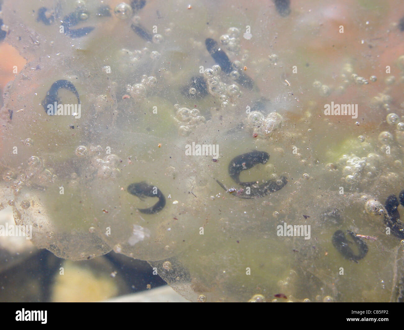 Frogs tadpole hi-res stock photography and images - Alamy