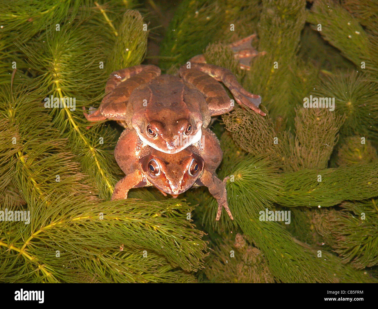 Male and female frogs mating hi-res stock photography and images - Alamy