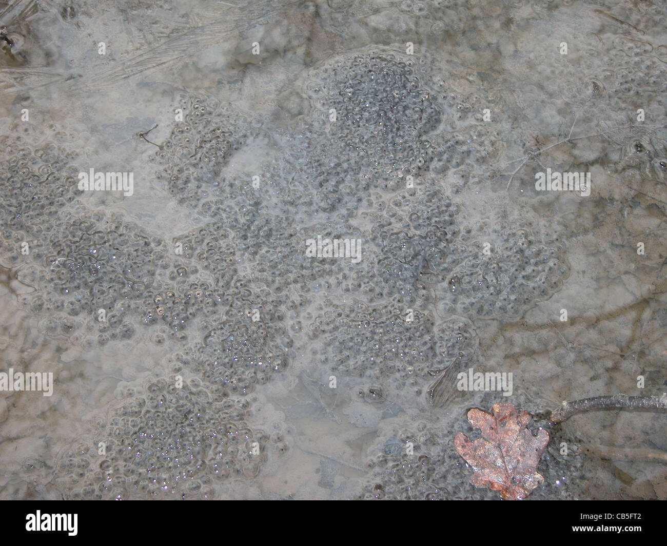 Babyfrogs hi-res stock photography and images - Alamy