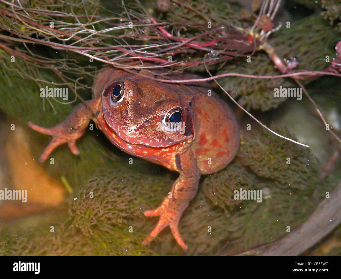 Aquatic frog webbed feet hi-res stock photography and images - Alamy