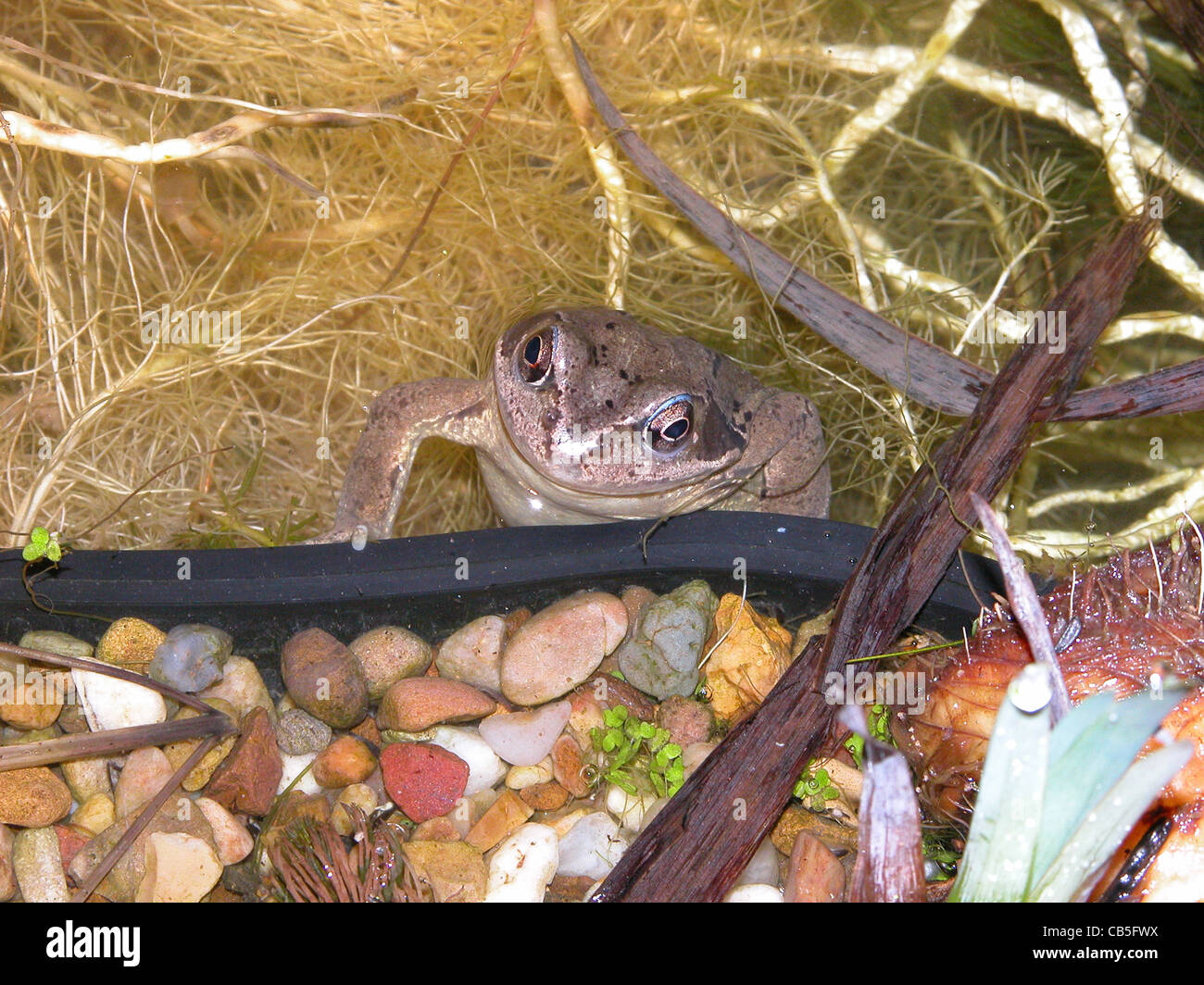 Aquatic frog webbed feet hi-res stock photography and images - Alamy