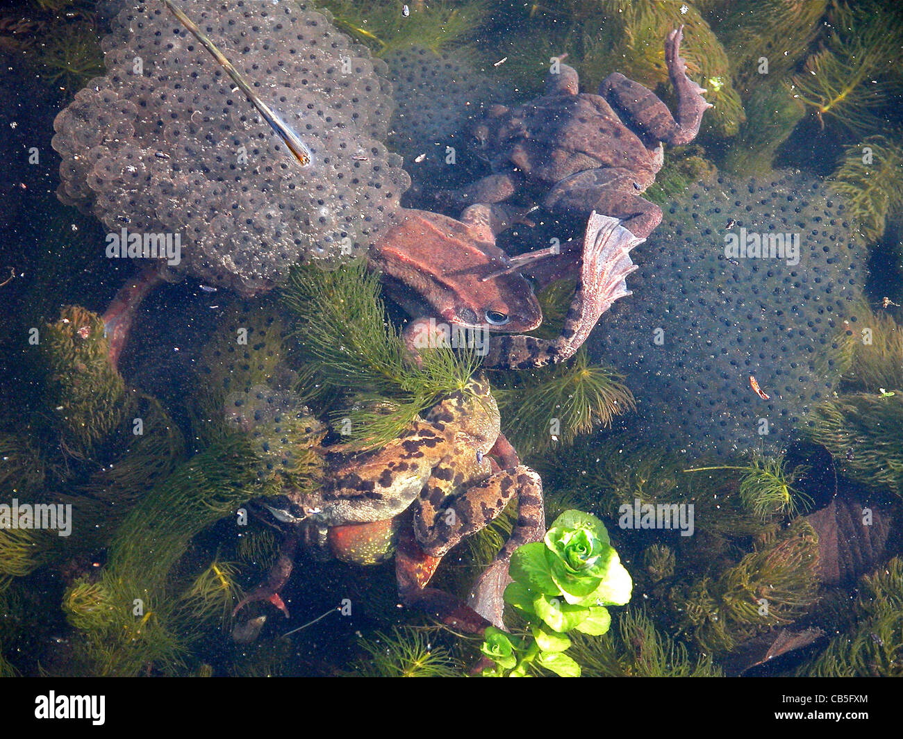 Frogs around frogspawn Stock Photo - Alamy