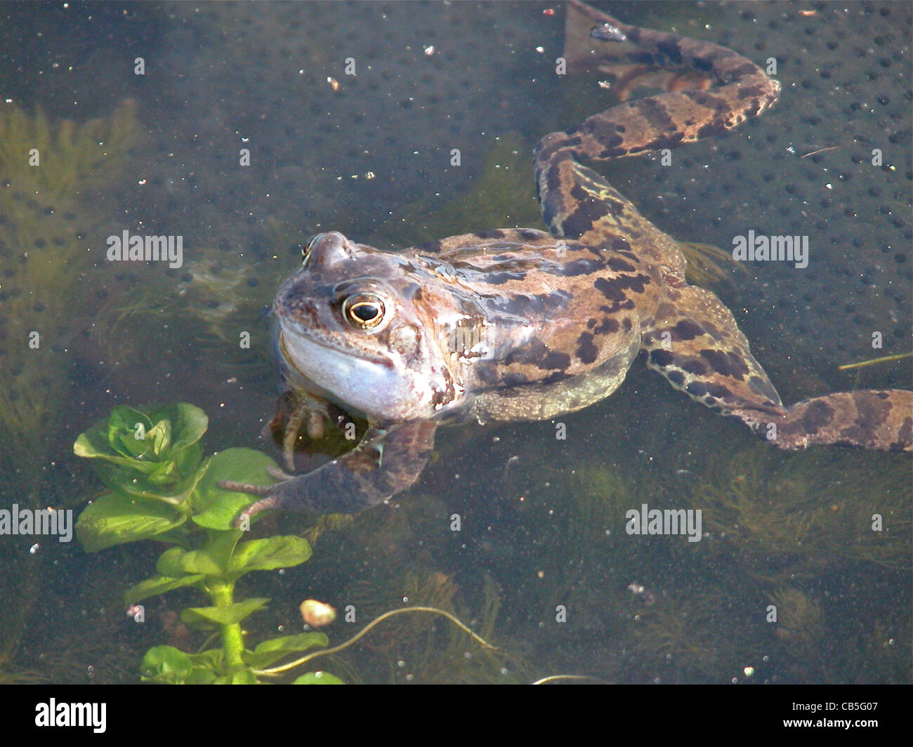 Frog with Frogspawn Stock Photo - Alamy