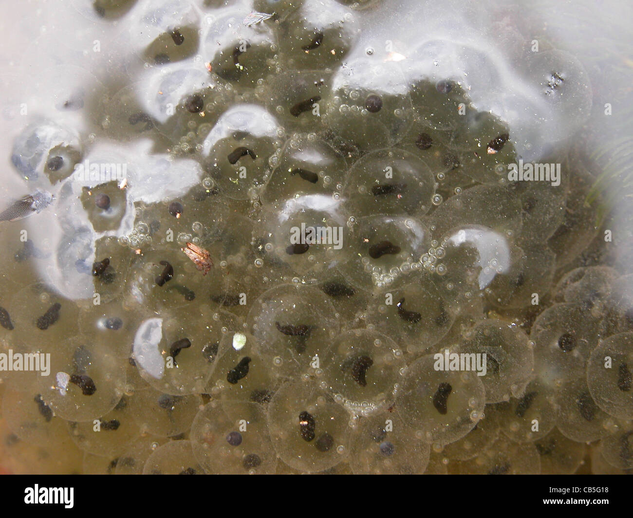 Willow frogs hi-res stock photography and images - Alamy