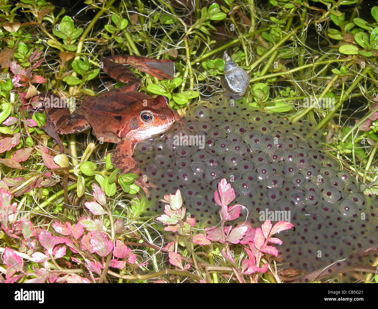 Frog spawn in puddle hi-res stock photography and images - Alamy