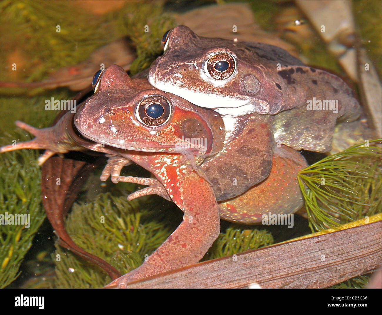 Puddle frogs hi-res stock photography and images - Alamy