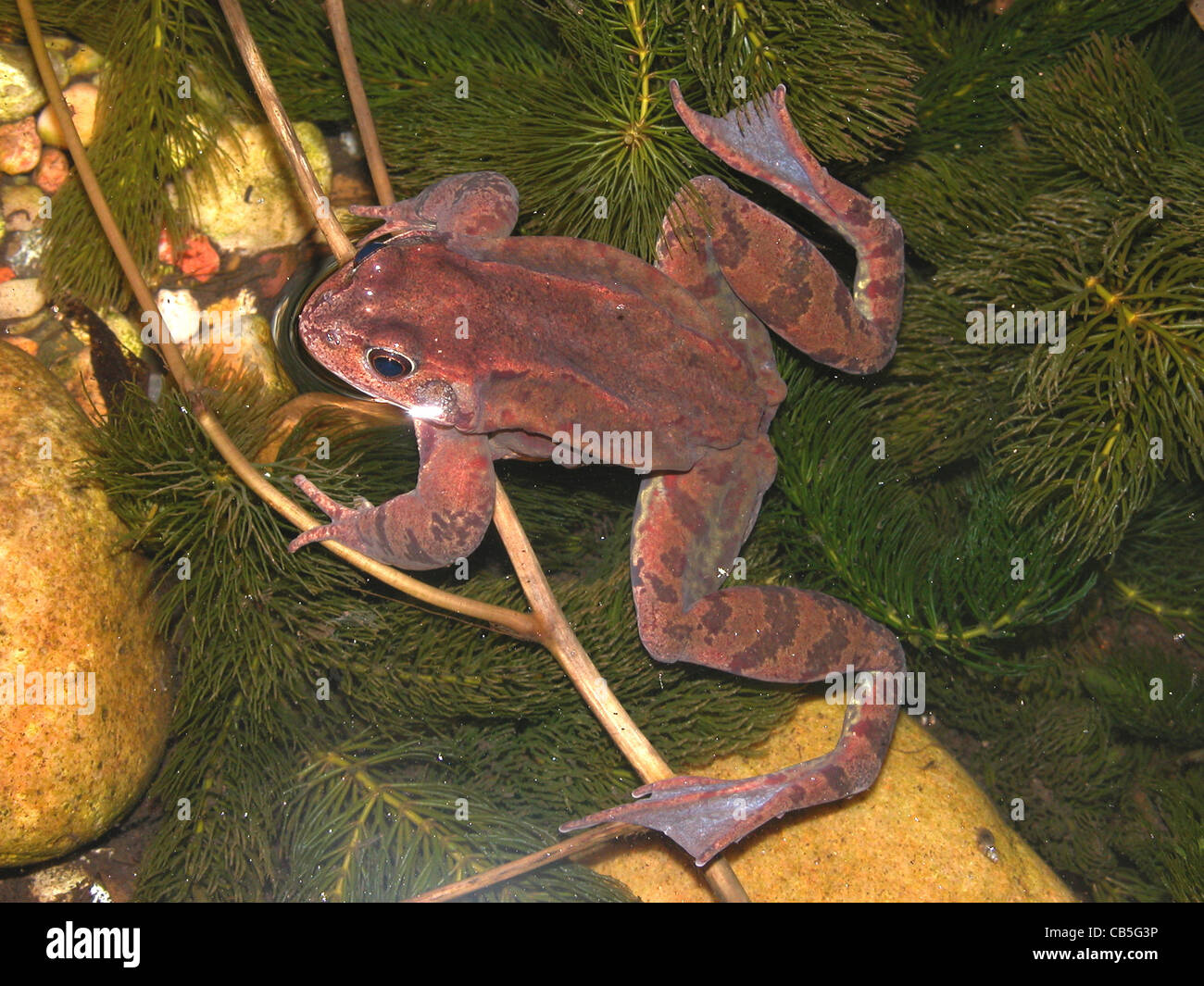 Webbed red feet hi-res stock photography and images - Alamy