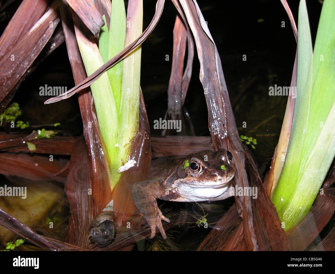 Frog webbed feet hi-res stock photography and images - Alamy