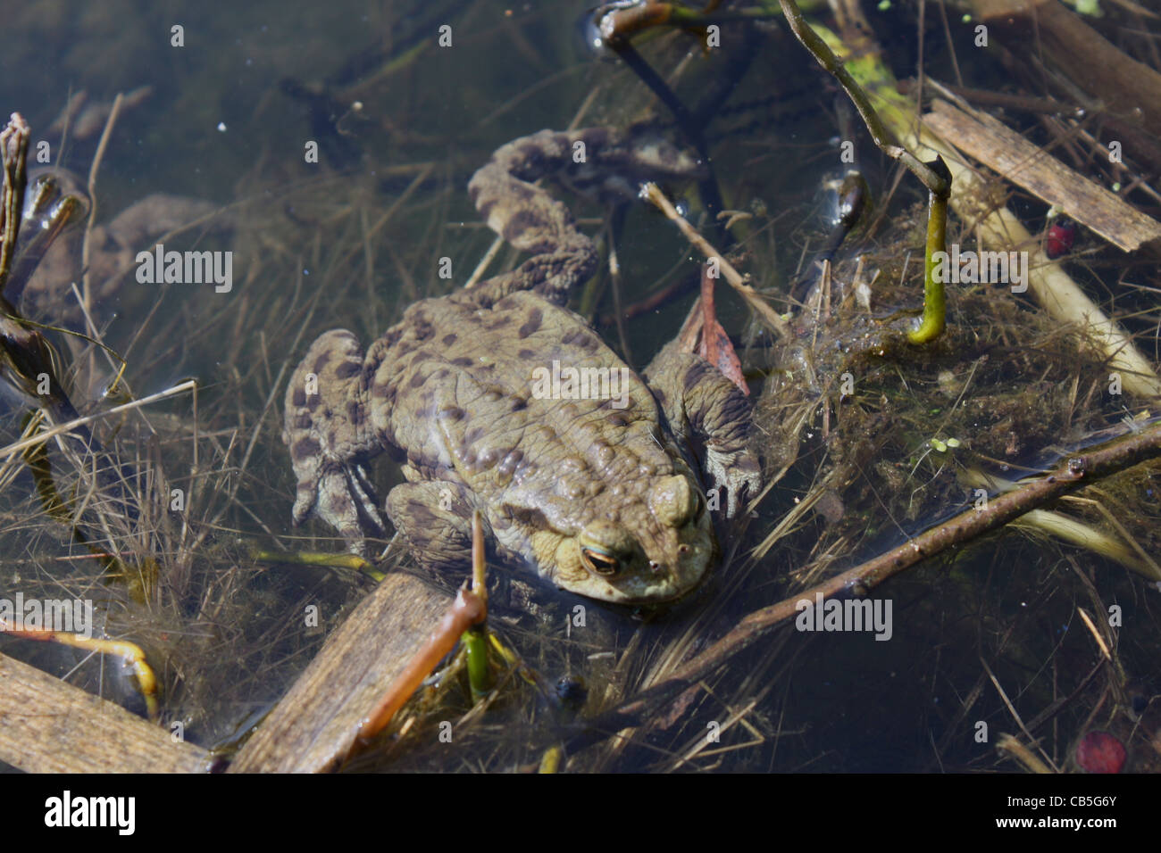Toad spawning amphibian bufo pond underwater hi-res stock photography ...