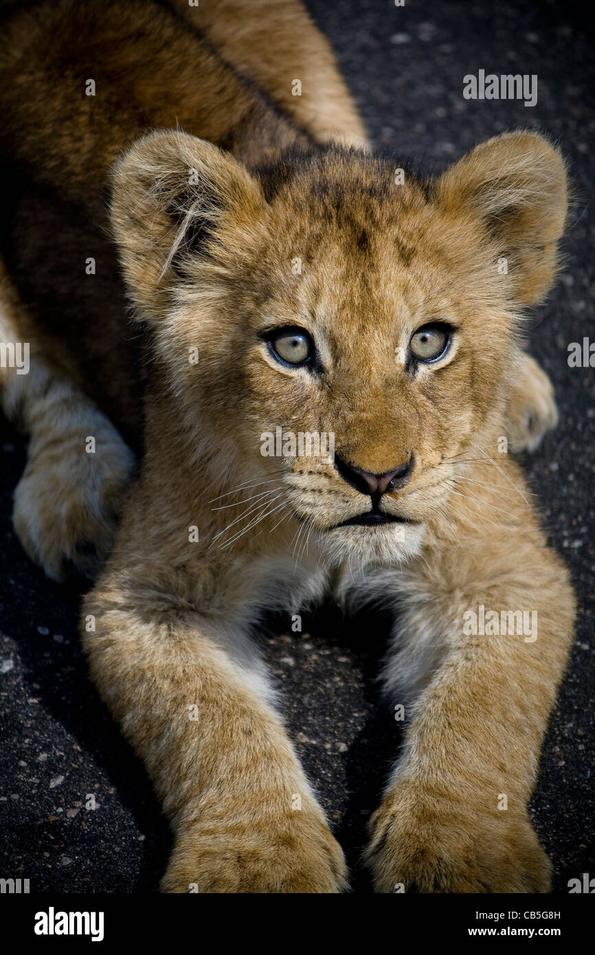 Lioness in Kruger National Park in South Africa, up close and personal ...