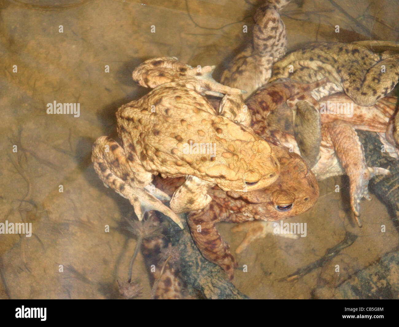 Toads hi-res stock photography and images - Alamy