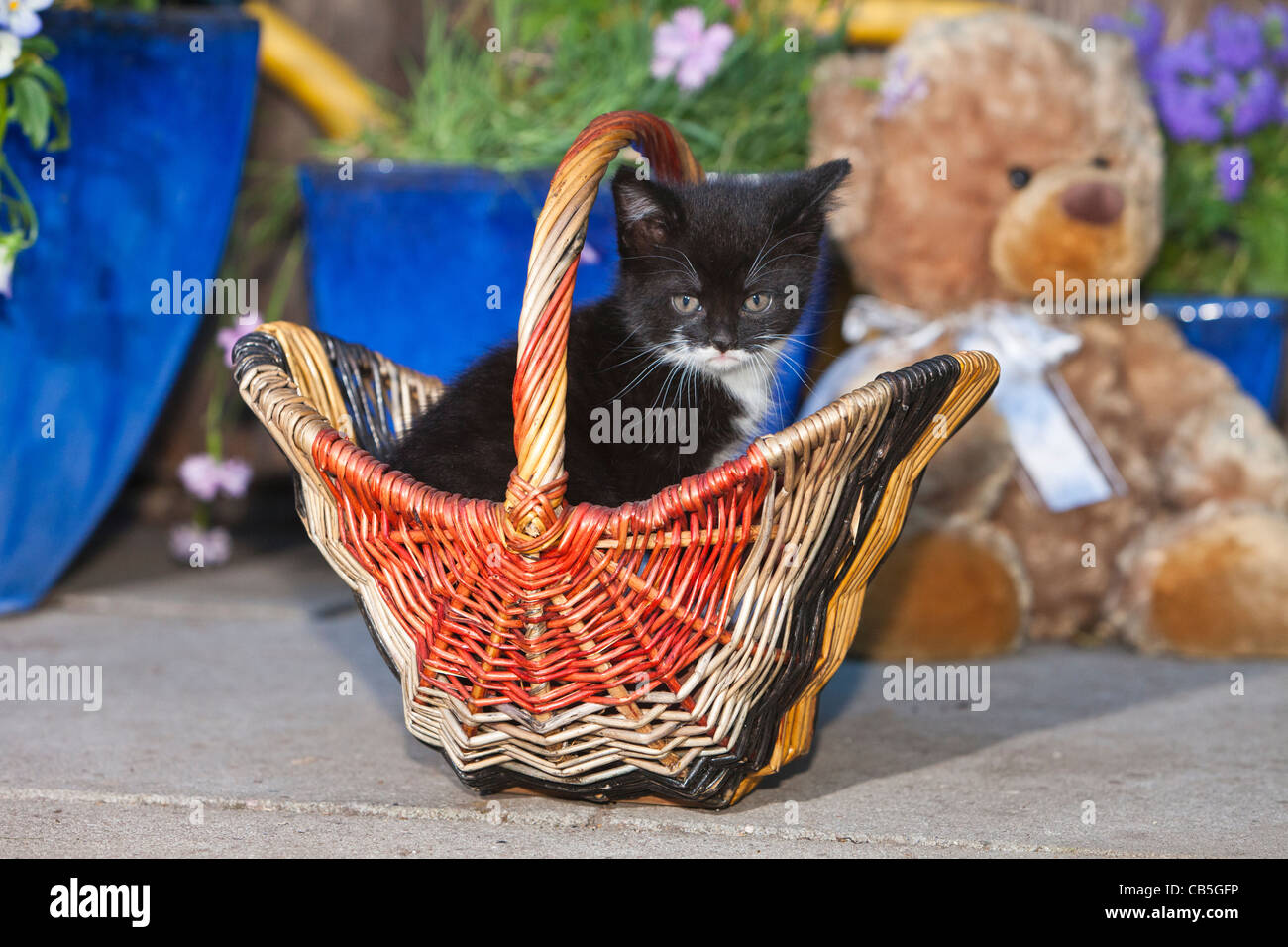 Kitten, sitting in ornamental basket outdoors, Lower Saxony, Germany ...