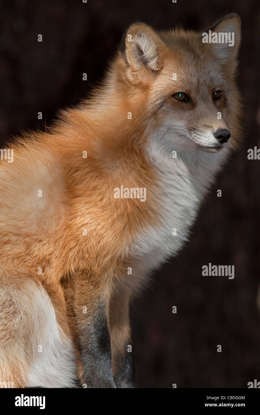 Red Fox Vulpes vulpes Bearizona Williams Arizona USA Stock Photo - Alamy