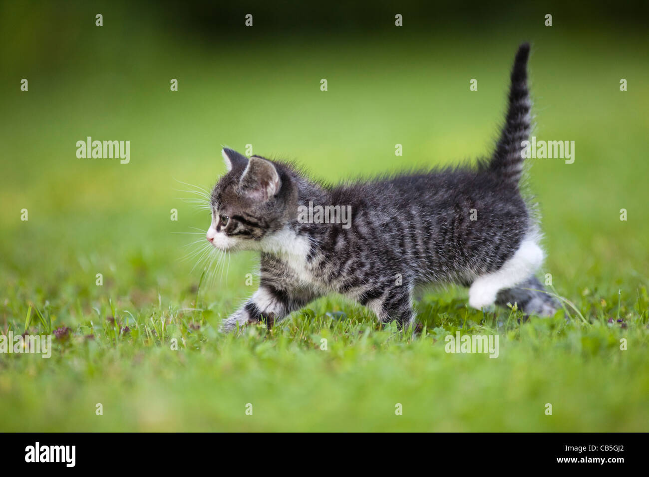 Cute kittens walking hi-res stock photography and images - Alamy