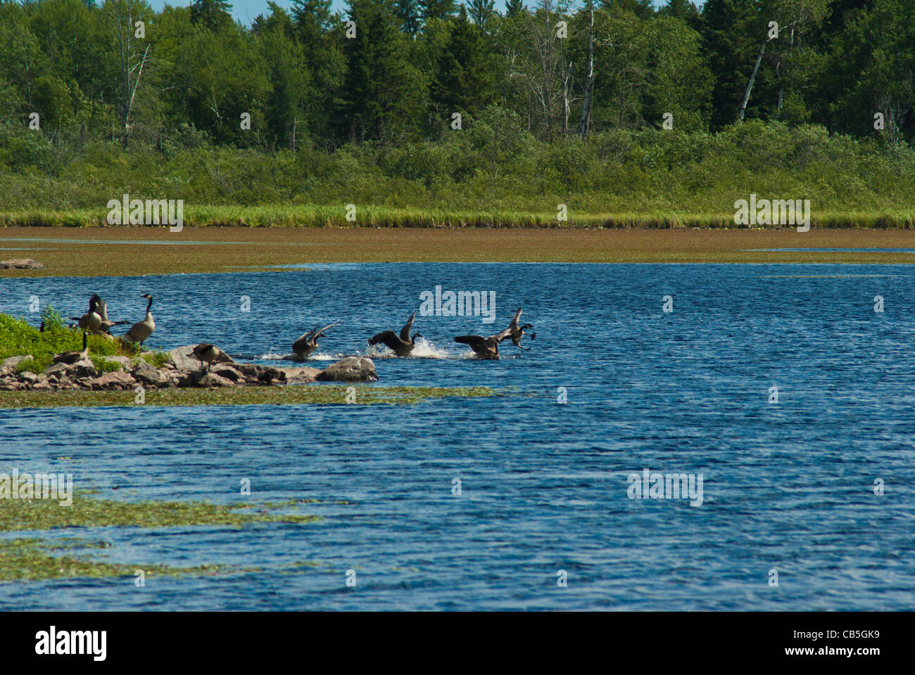 Provincial bird of manitoba hi-res stock photography and images - Alamy